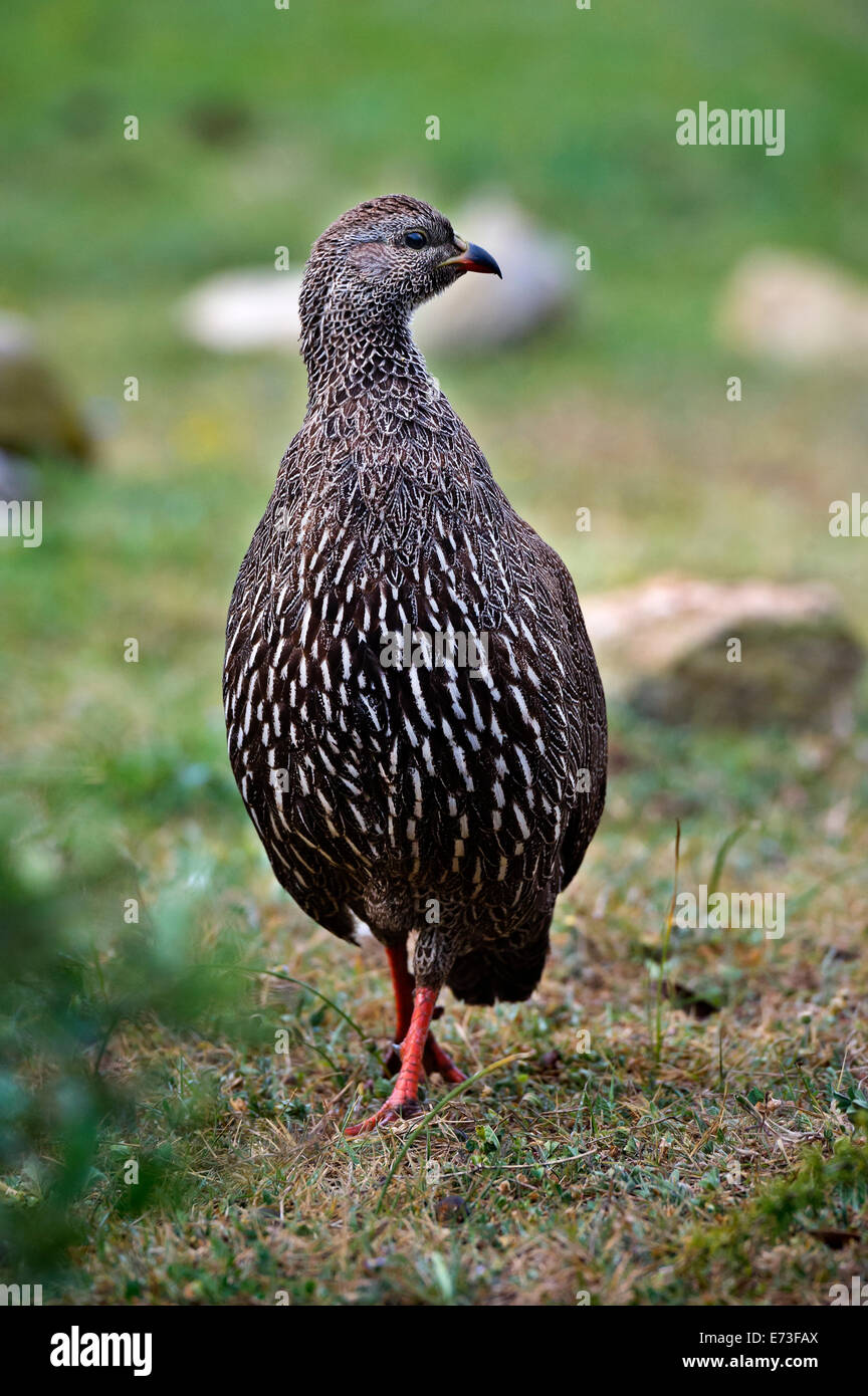 South Africa, Cape Francolin, Francolinus capensis Stock Photo - Alamy