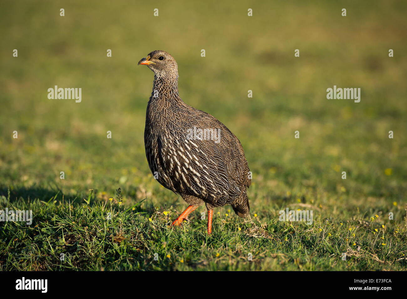 Cape francolin hi-res stock photography and images - Alamy