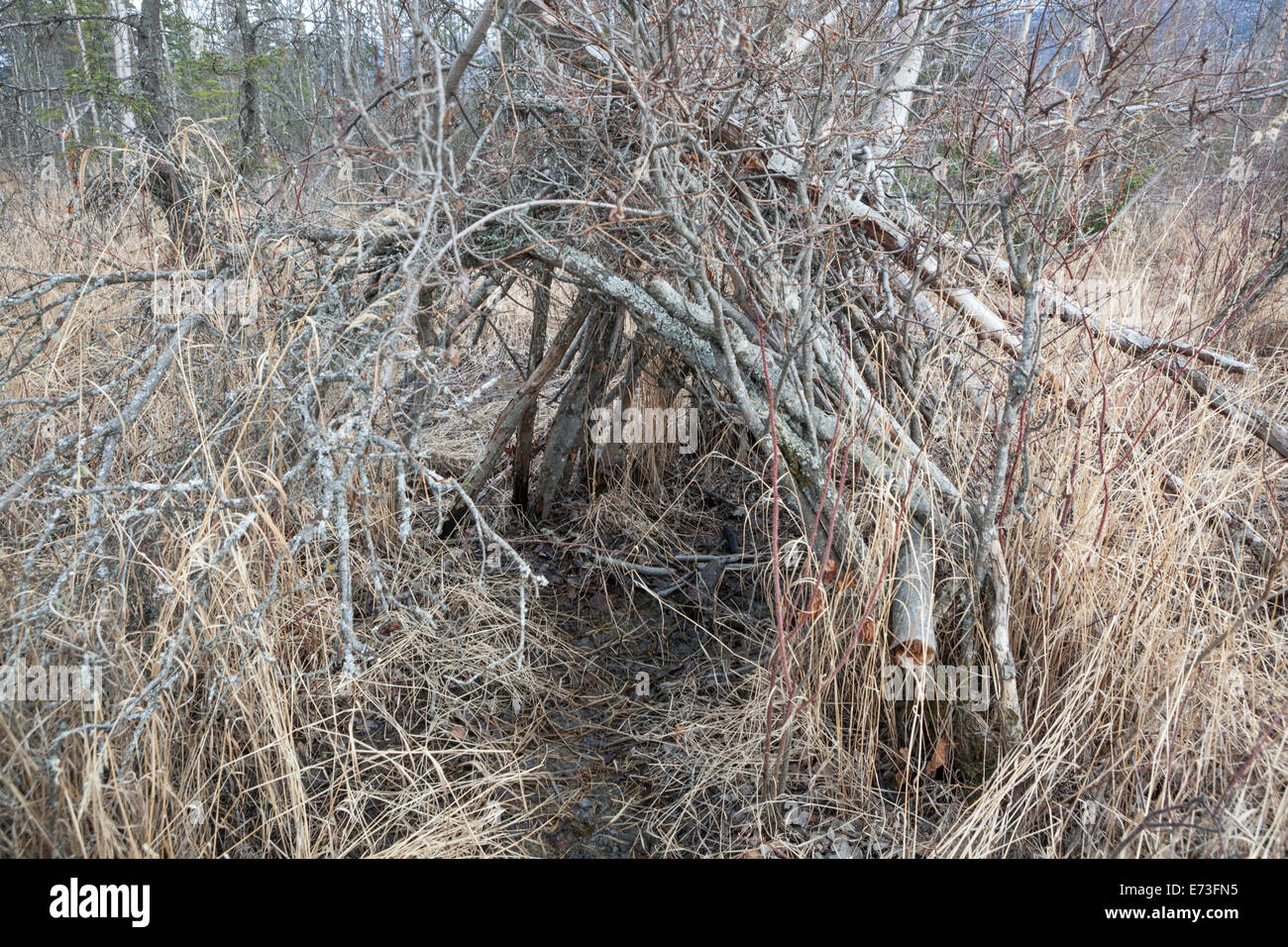 Makeshift forest hi-res stock photography and images - Alamy