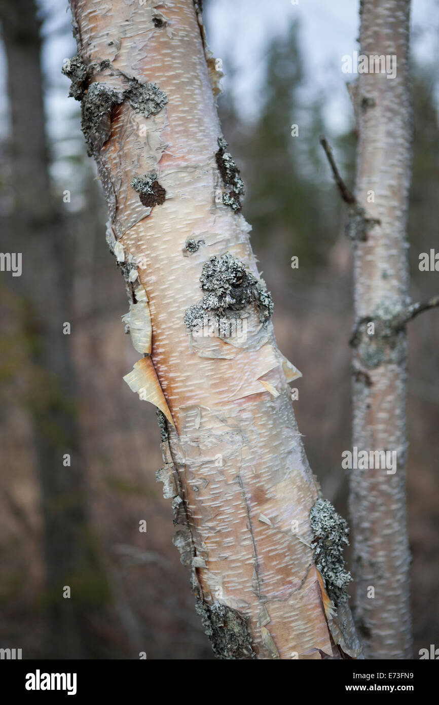 Detail of paper birch (Betula papyrifera) bark, Mirror Lake State ...