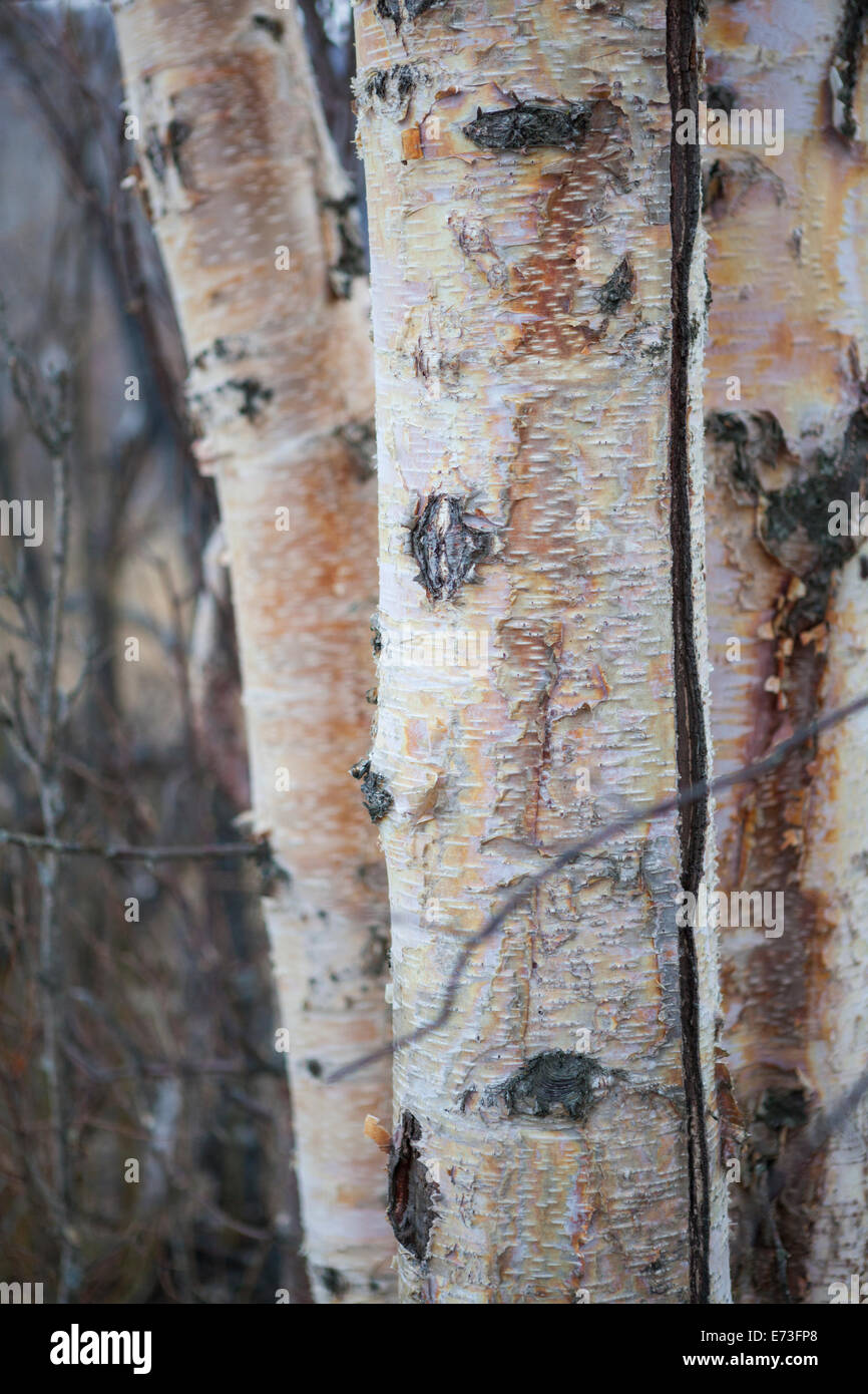 Detail of paper birch (Betula papyrifera) bark, Mirror Lake State ...