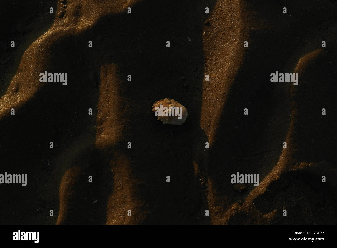 14 white barnacles lying attached crab shell carapace surface hi-res ...