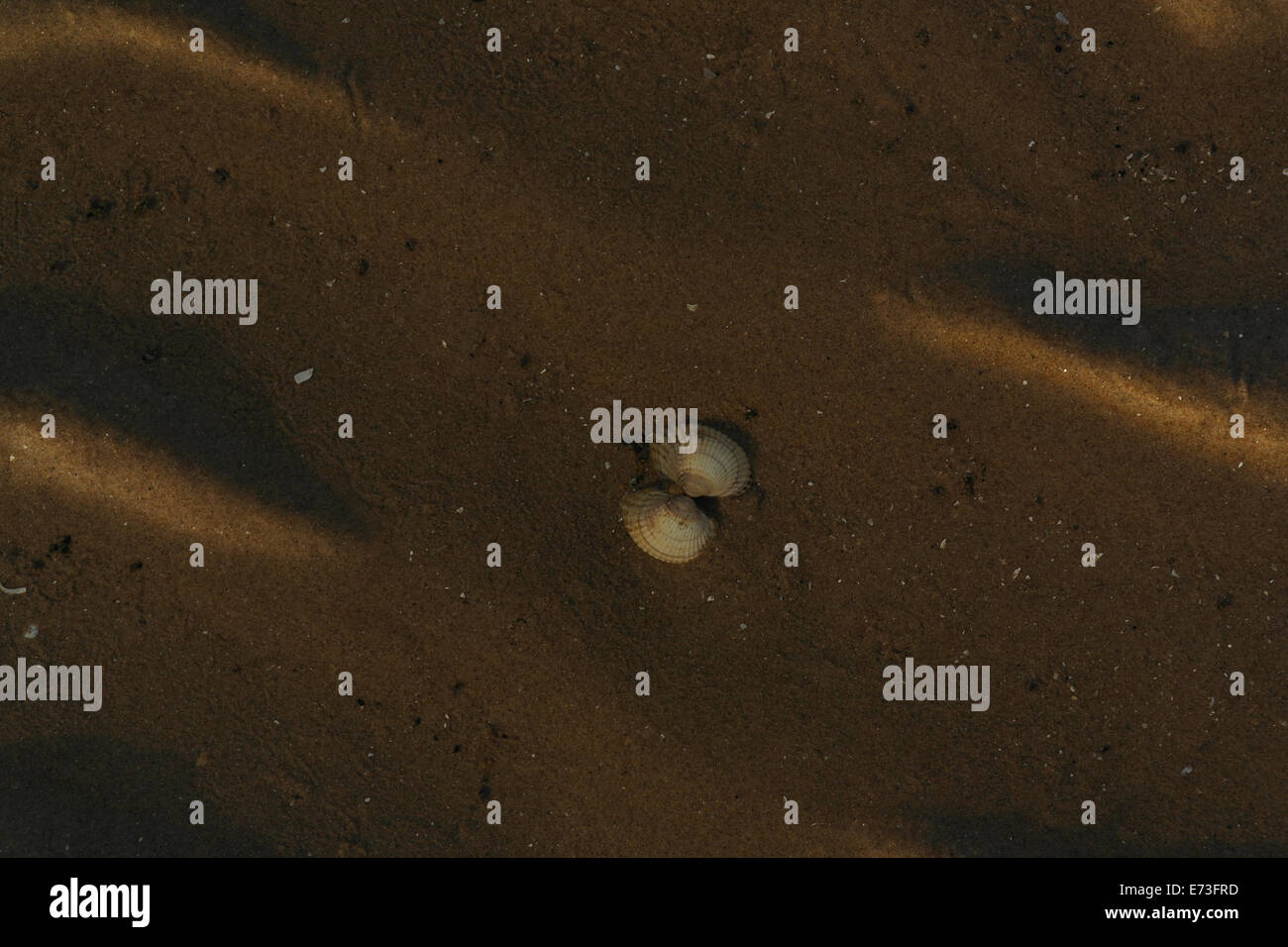 Cardium edule hi-res stock photography and images - Alamy