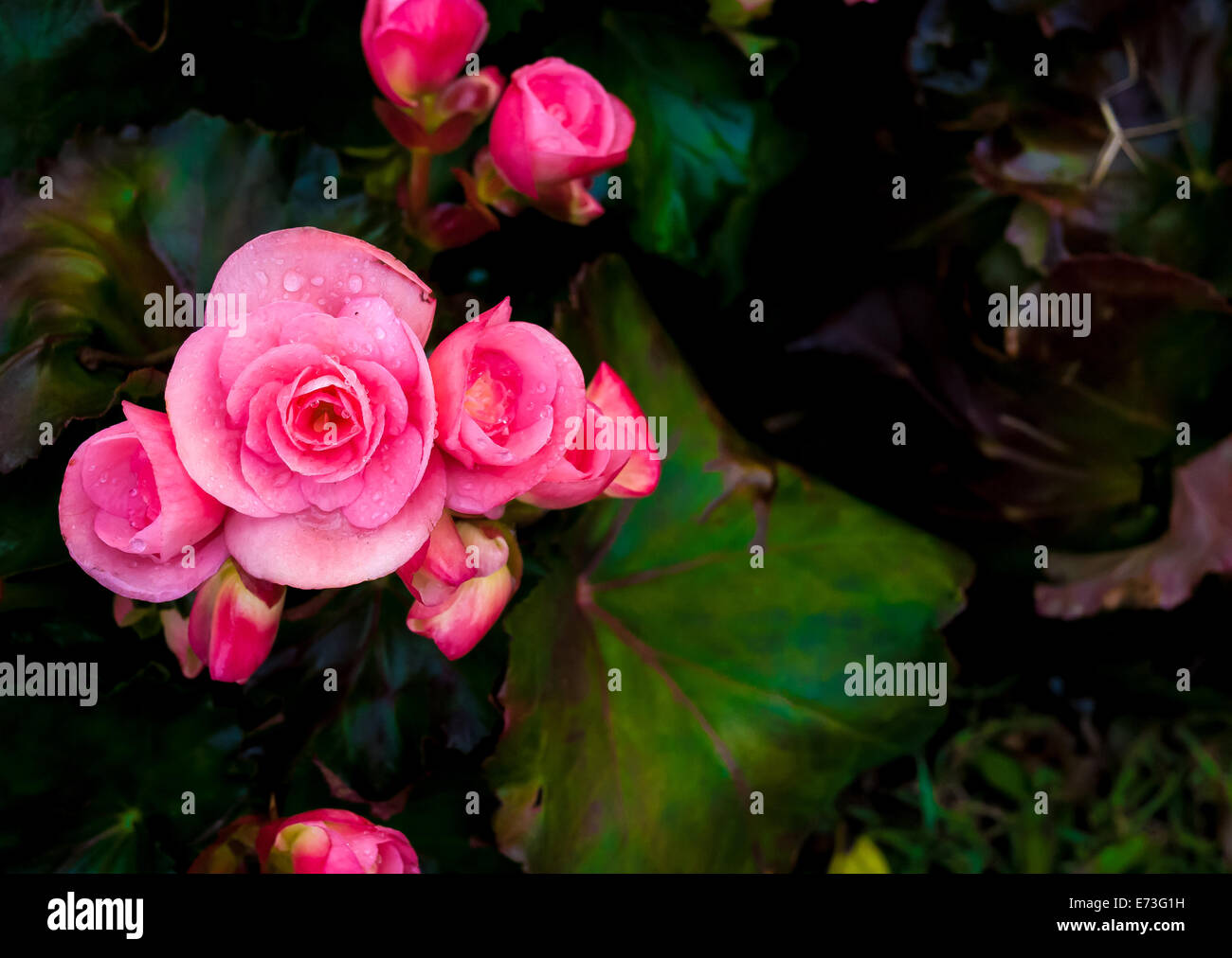 Beautiful background of flowers big begonias Stock Photo - Alamy