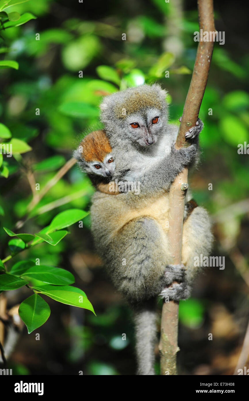 Madagascar Andasibe Ile Aux Lemuriens Mother And Baby Endangered