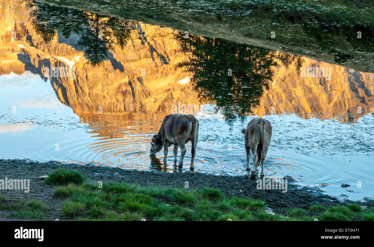 Drinking cow reflection in water hi-res stock photography and images ...