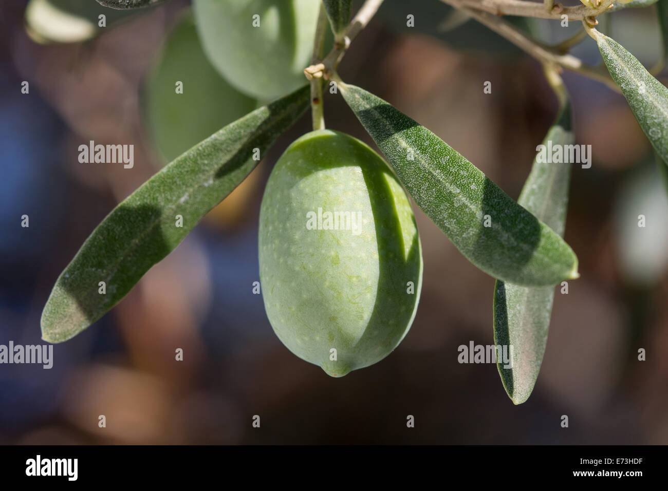 One olive hi-res stock photography and images - Alamy