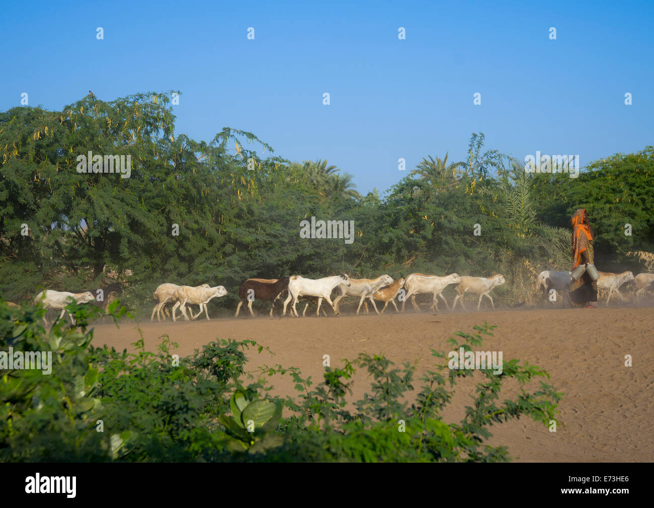 Afar Tribe People With Their Goats, Afambo, Ethiopia Stock Photo - Alamy