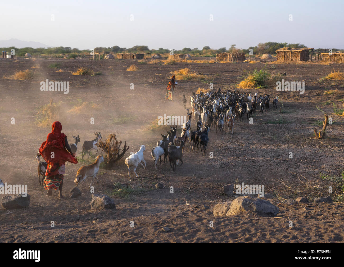 Afar Tribe People With Their Goats, Afambo, Ethiopia Stock Photo - Alamy