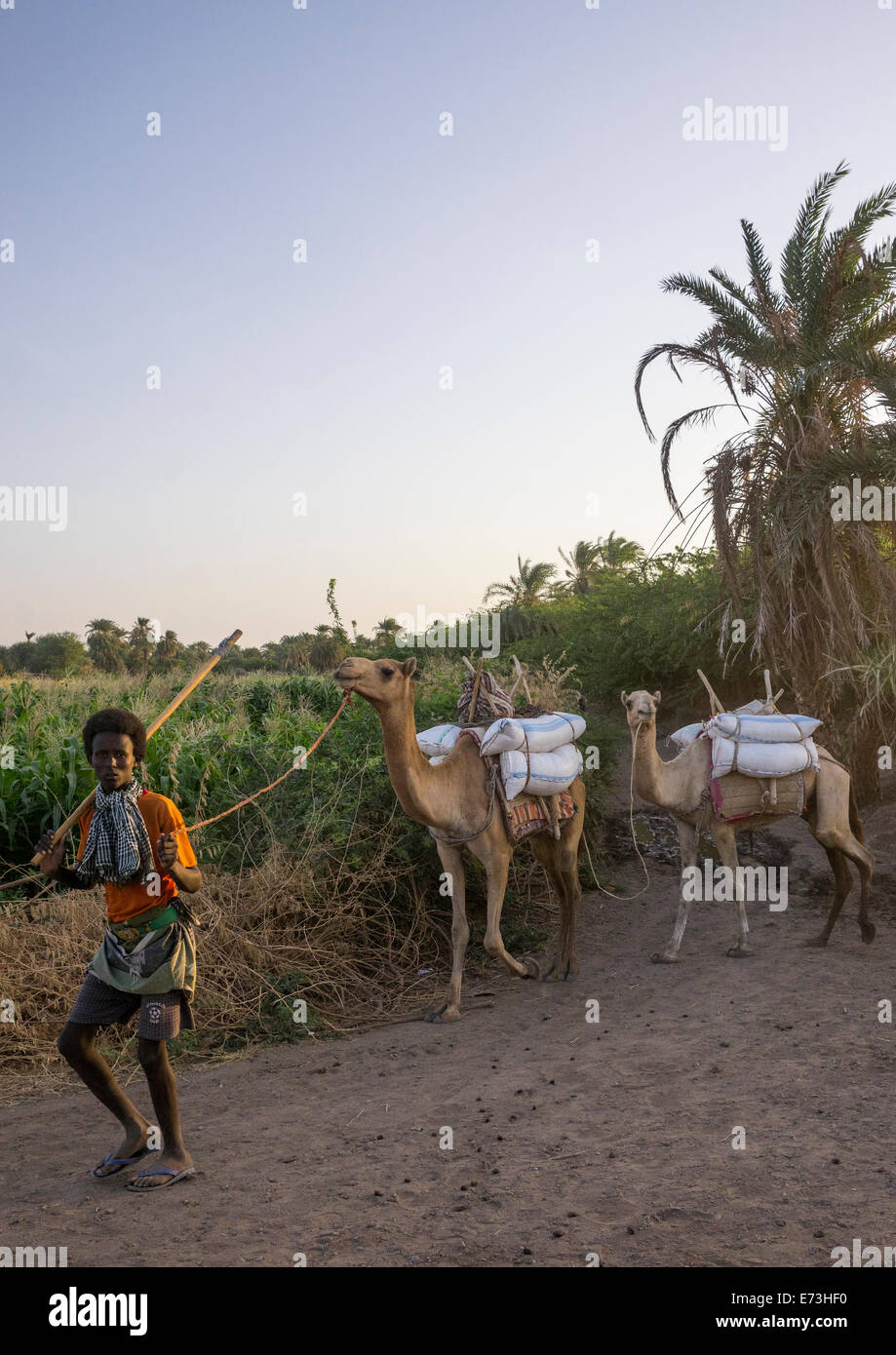 Afar Tribe Man With His Camels, Afambo, Ethiopia Stock Photo - Alamy