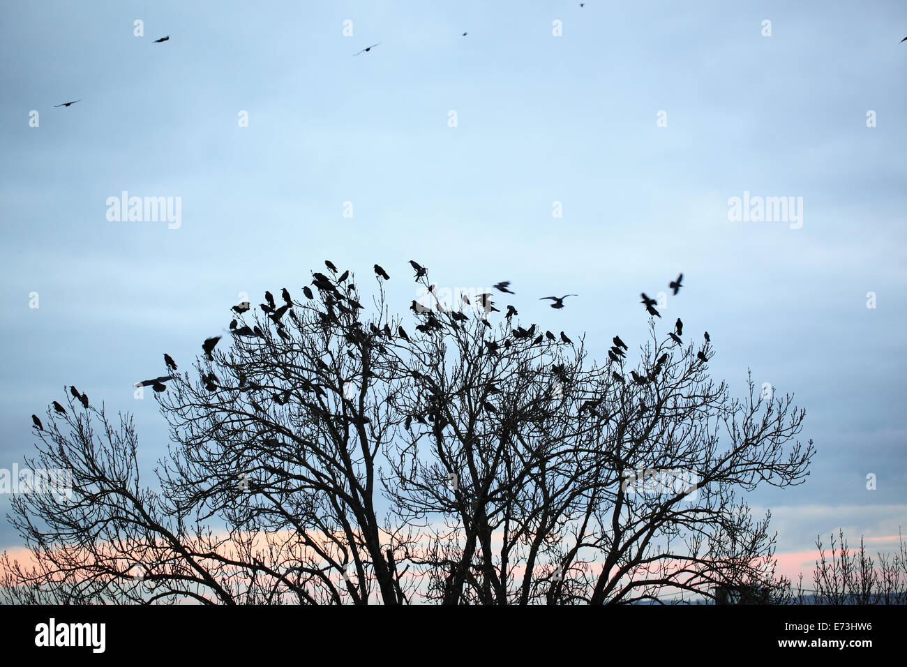 crow on tree on a sunset background Stock Photo - Alamy