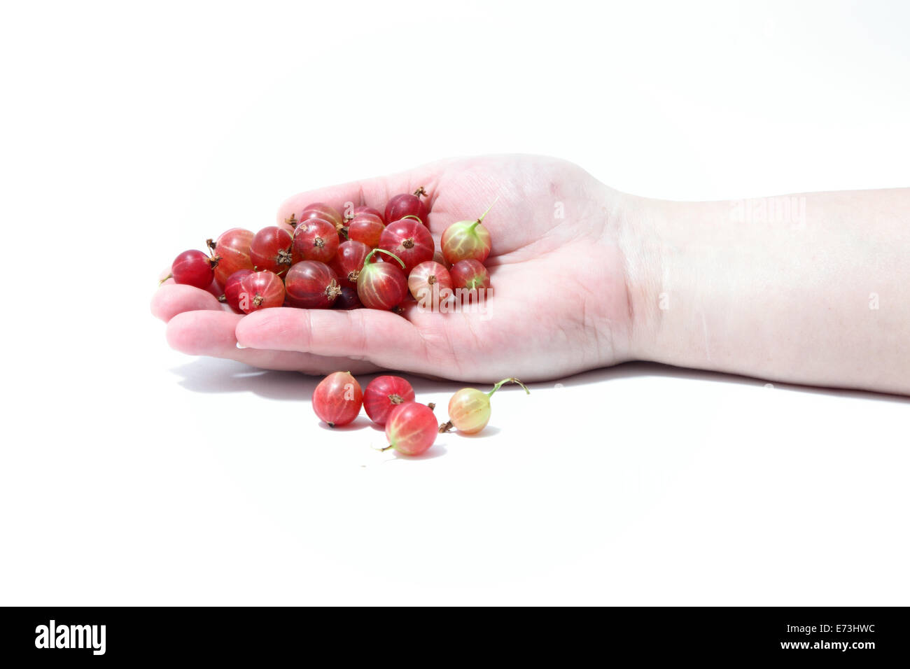 Gooseberry in hand isolated on white background Stock Photo - Alamy