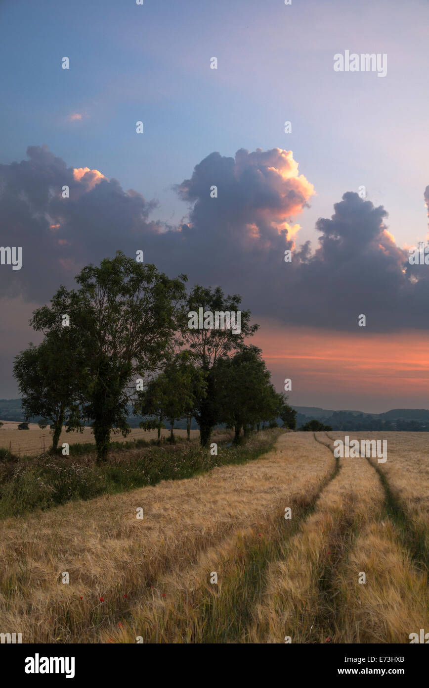 Field barley harvest sunset hi-res stock photography and images - Alamy