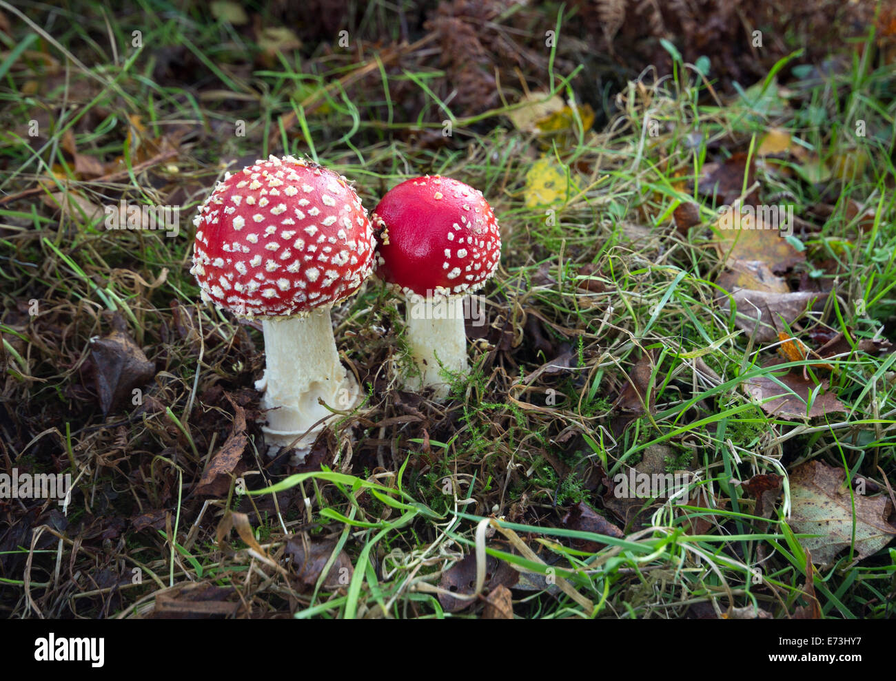 Autumn Fly Agaric Toadstool Stock Photo - Alamy