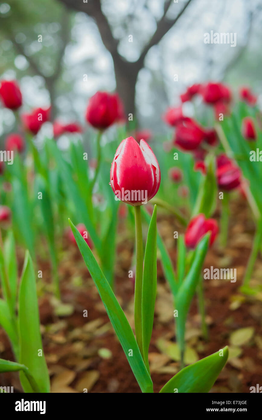 Multicolor tulips and on nature background Stock Photo - Alamy