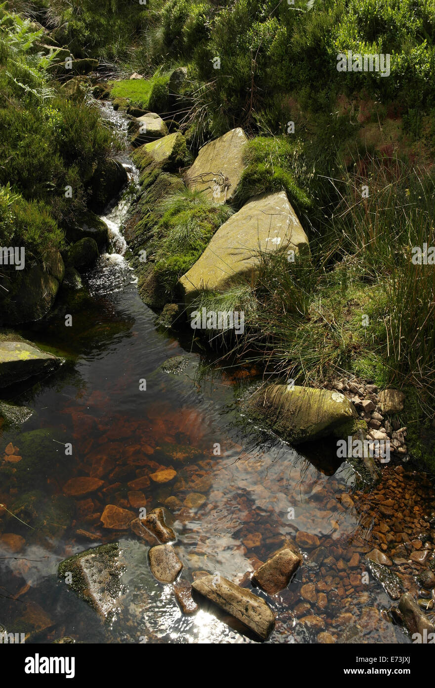 View upstream rocky stream channel Trough Brook, below banks with ...