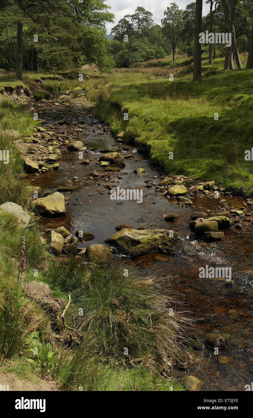 Sunny portrait straight section stony channel Marshaw Wyre River ...