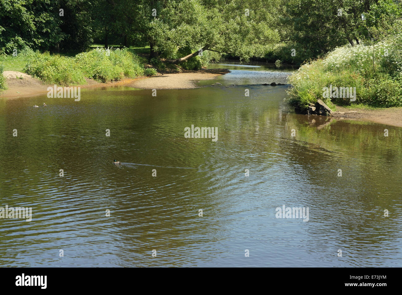 Sunny view, upstream to river bank trees, River Wyre with ducks, High ...