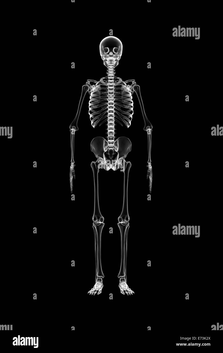 X Ray Skeleton Wallpaper Sternum Illustrations, Royalty Free Vector