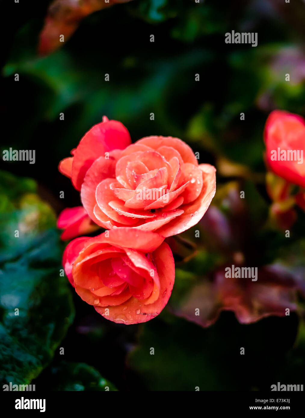 Beautiful background of flowers big begonias Stock Photo - Alamy