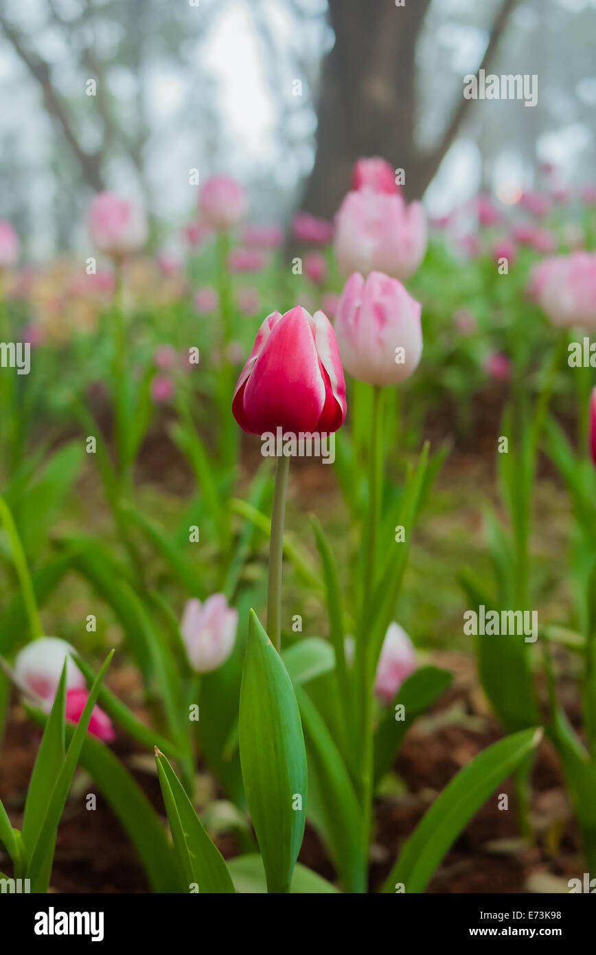 Multicolor tulips and on nature background Stock Photo - Alamy