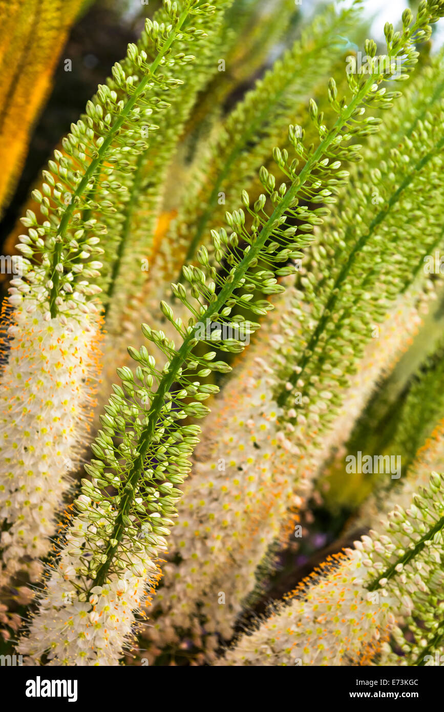 Foxtail Lilly - Eremurus Pinocchio - closeup Stock Photo - Alamy