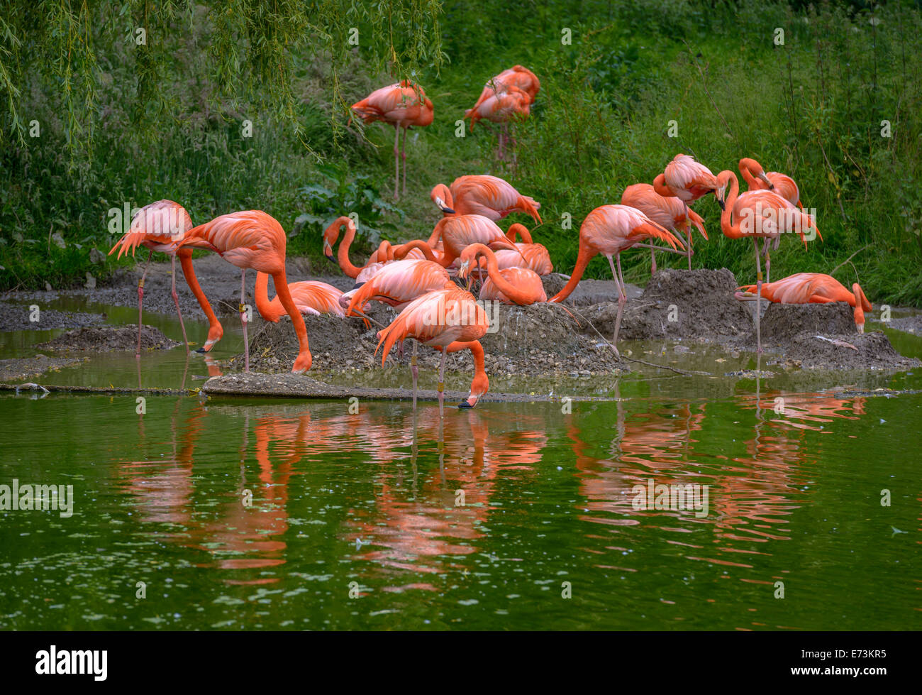 Group of Flamingos feeding and standing Stock Photo - Alamy