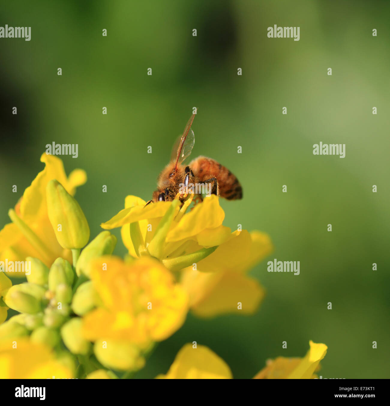 Canola flower and bee Stock Photo - Alamy
