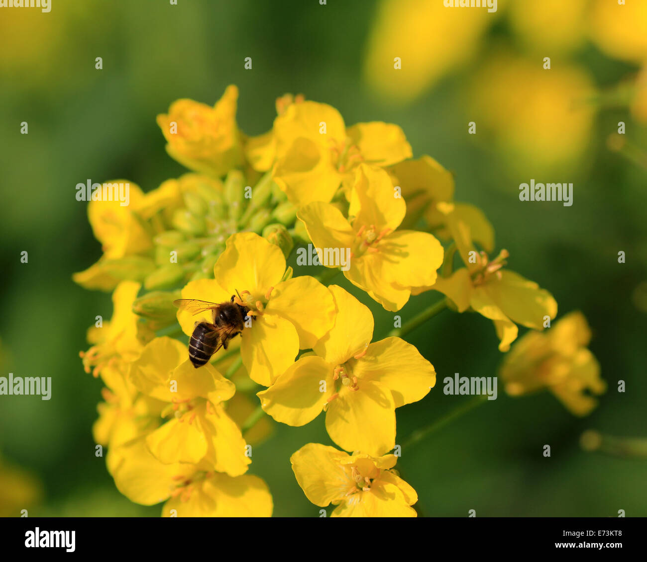 Canola flower and bee Stock Photo - Alamy
