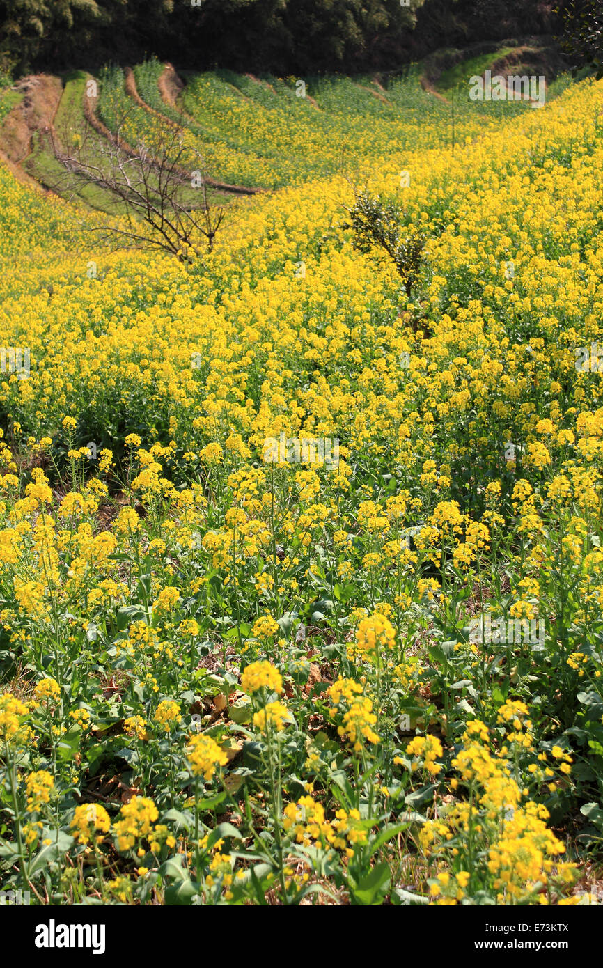 spring landscape China Stock Photo - Alamy