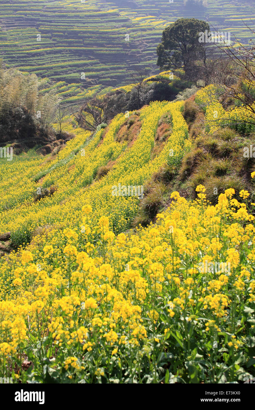 spring landscape China Stock Photo - Alamy