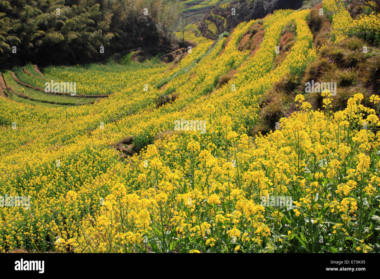 spring landscape China Stock Photo - Alamy