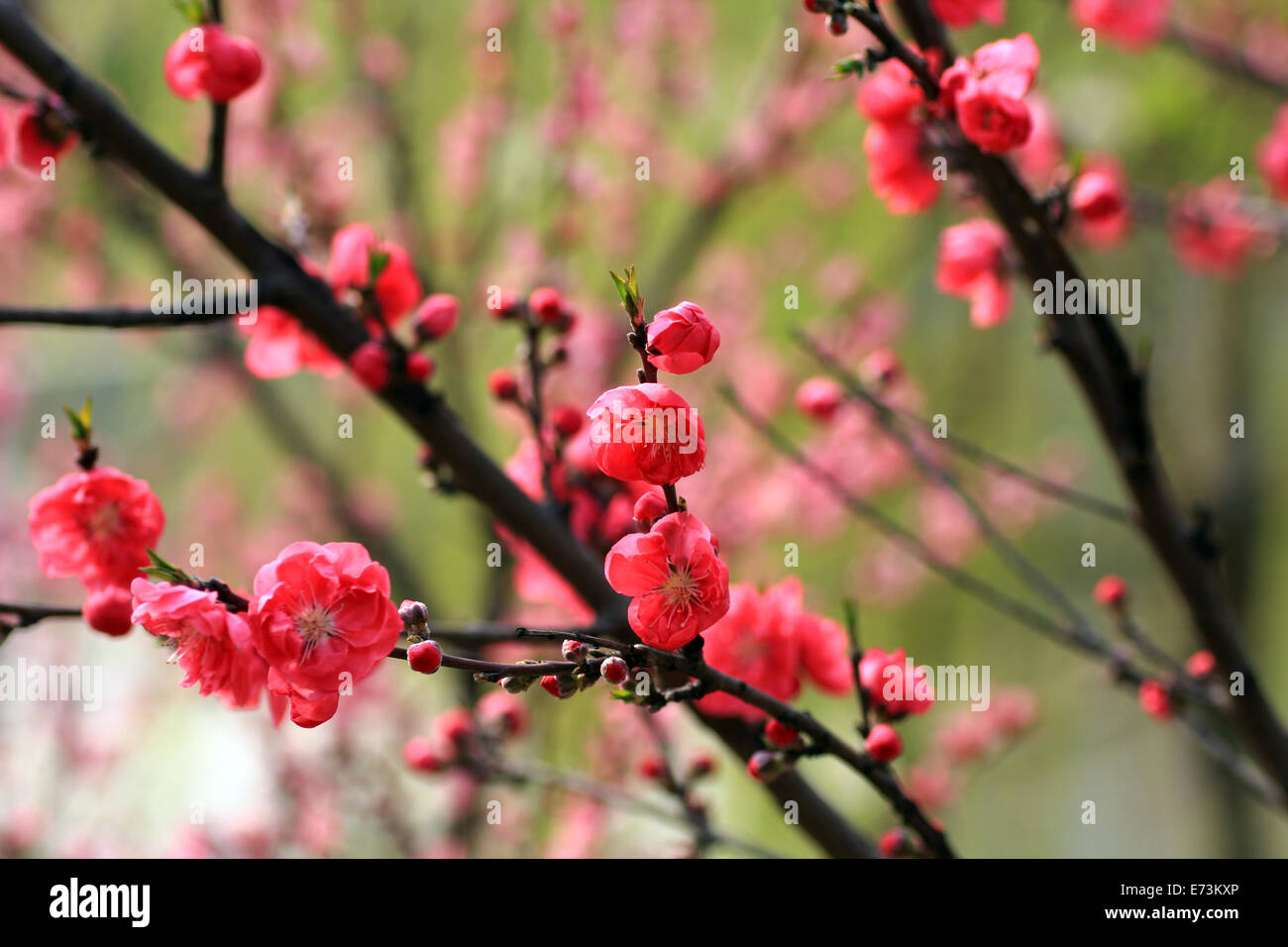 Concept flower hi-res stock photography and images - Alamy
