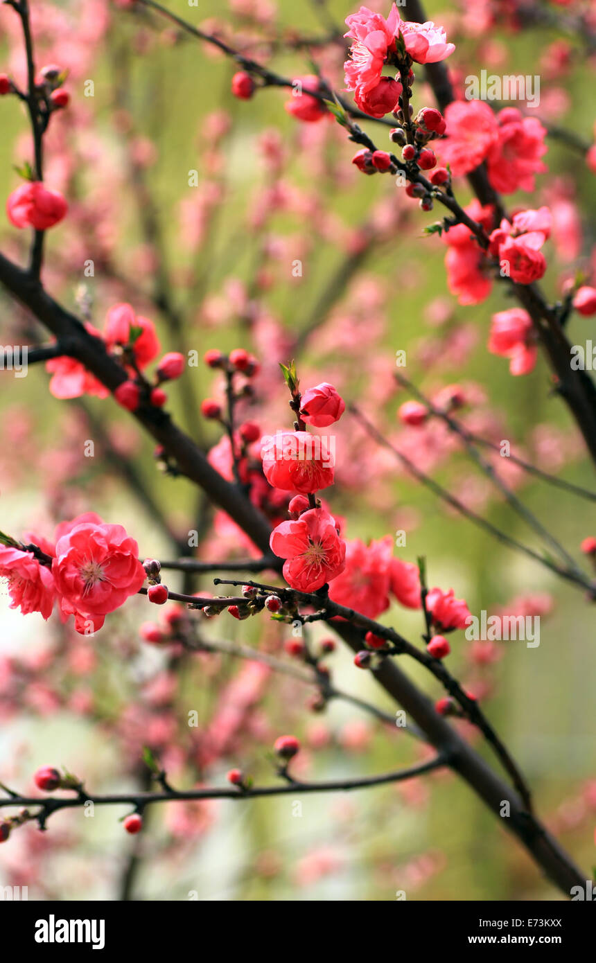 Plum flower tree hi-res stock photography and images - Alamy