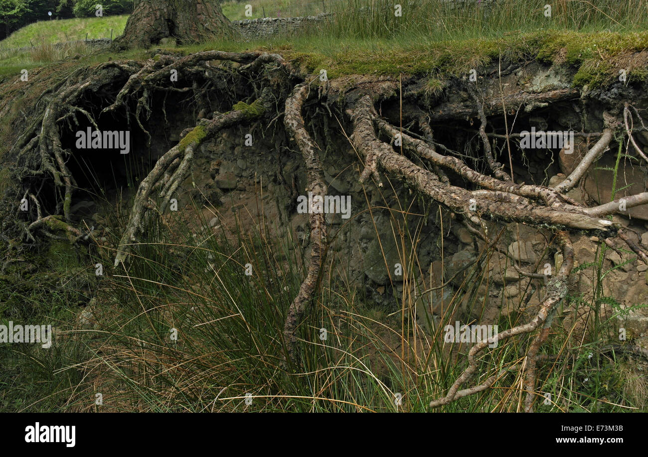 Many long wide spreading roots exposed undermined river erosion hi-res ...