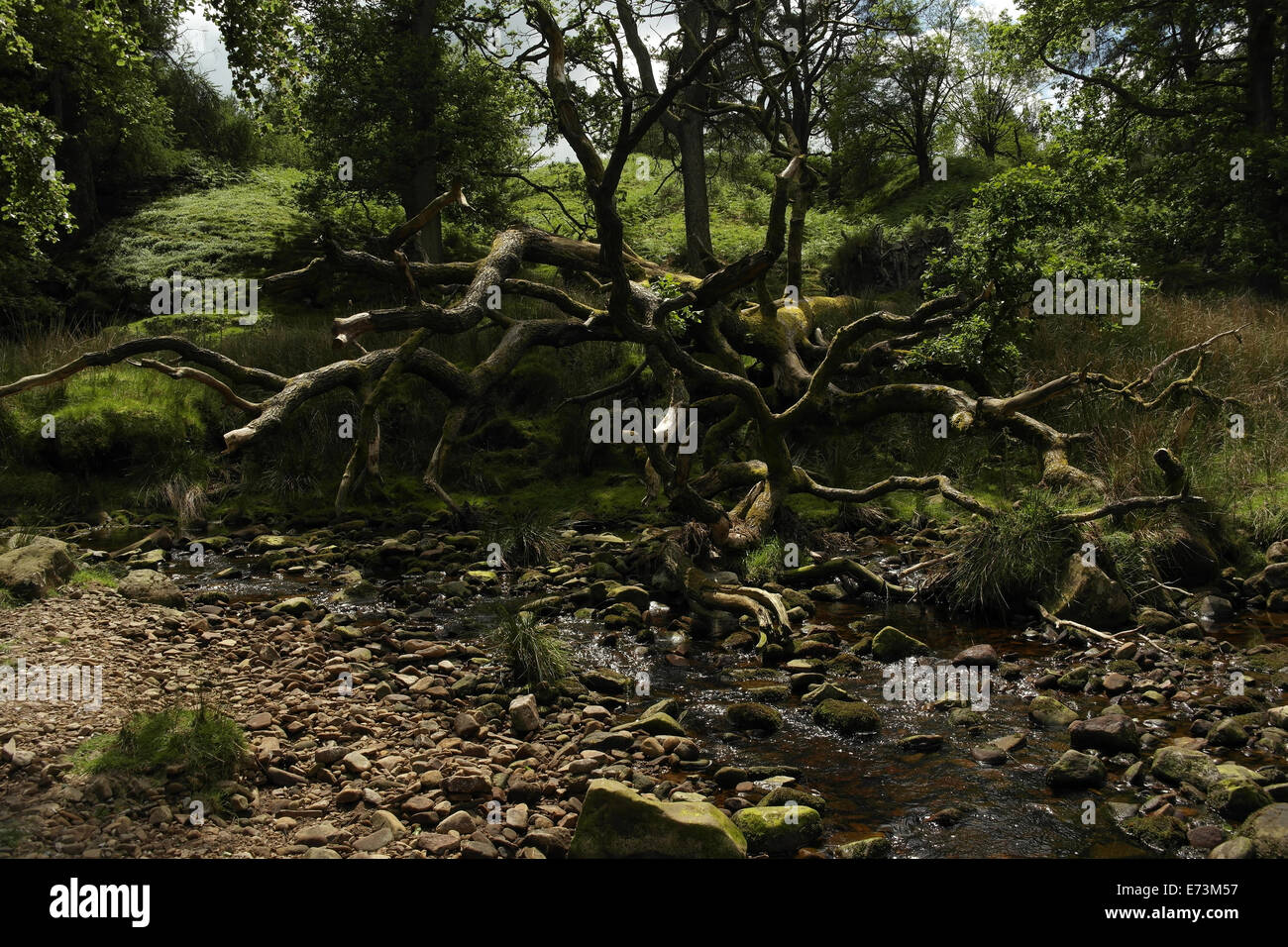 View, near Trough Bridge, fallen tree undermined by river bend lateral ...