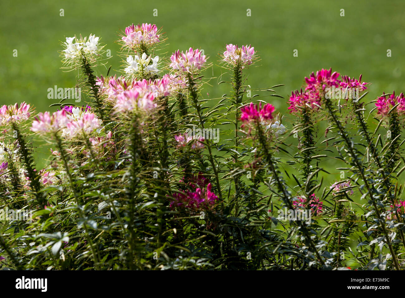Spider flower, Cleome flowers in flowerbed Stock Photo - Alamy