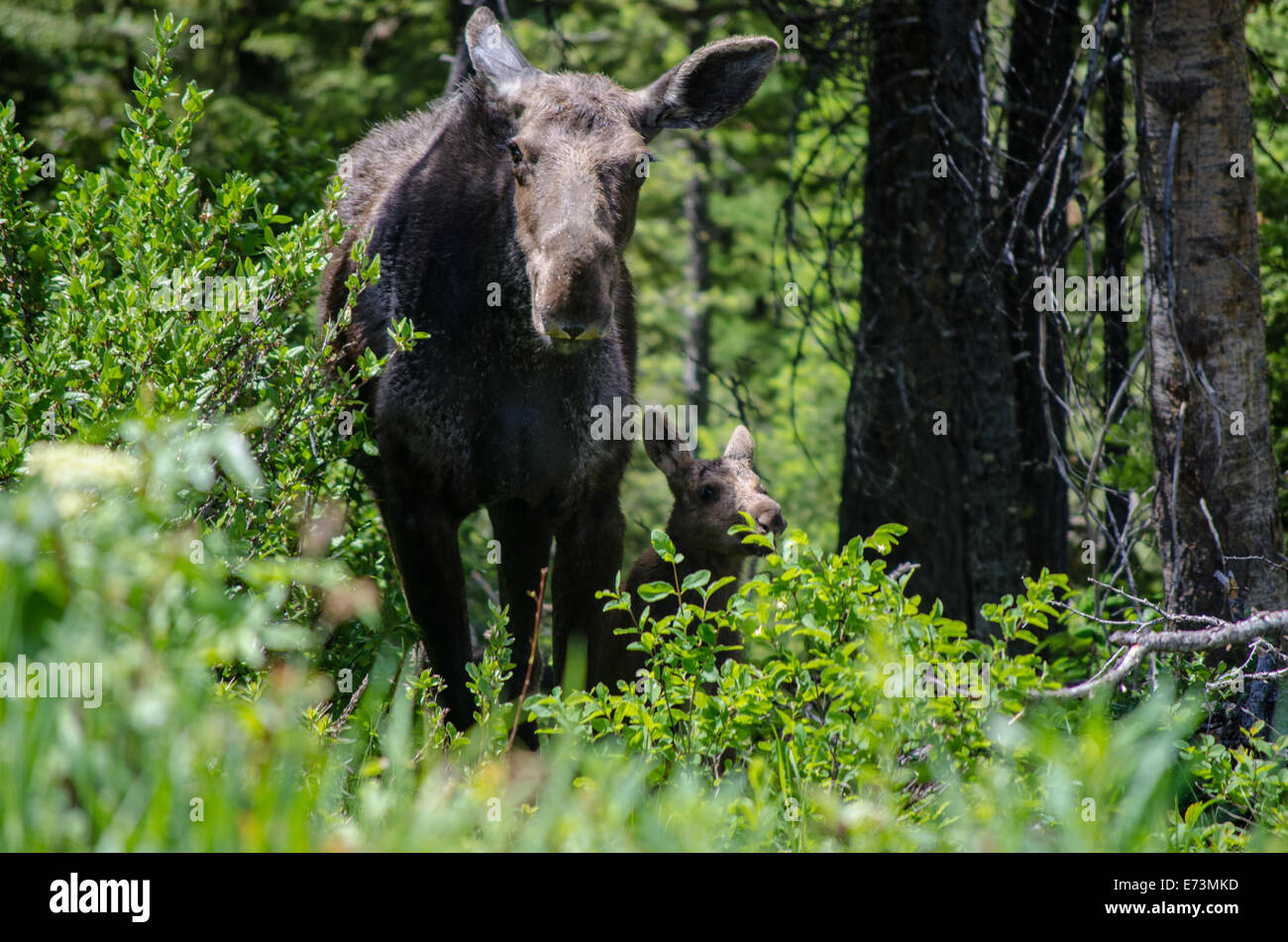 Mother moose and calf Stock Photo - Alamy