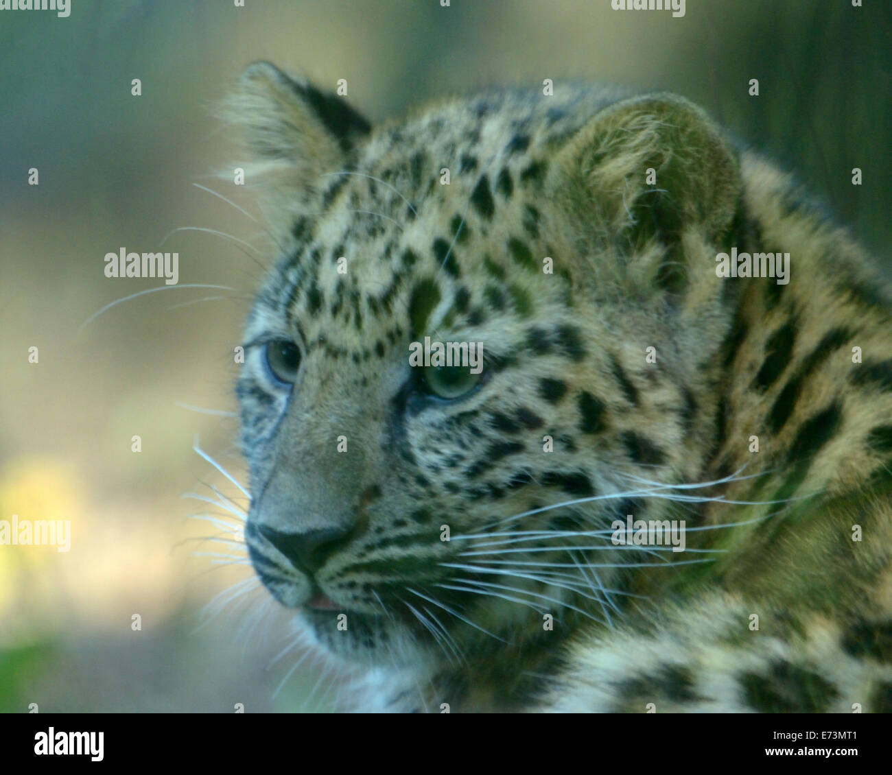 Amur leopard (Panthera pardus orientalis) is a leopard subspecies ...