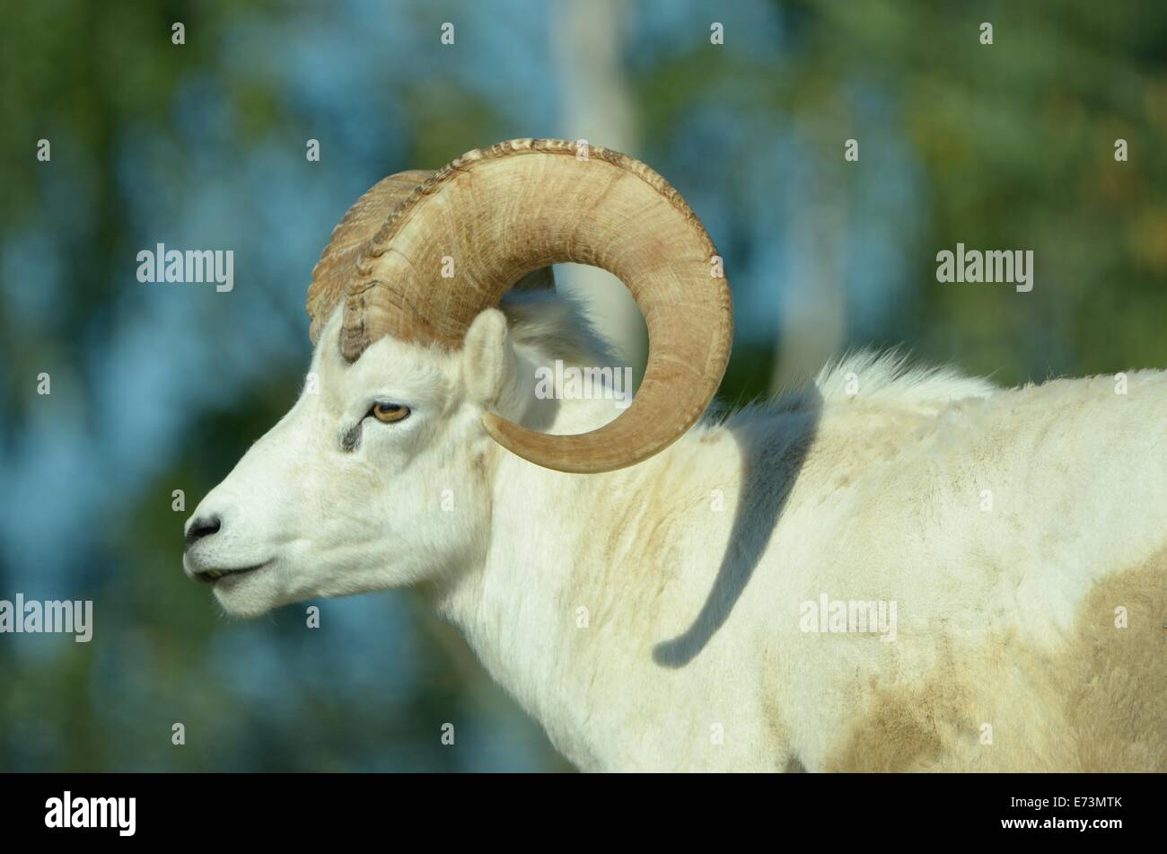 Dall sheep (Dall's sheep), Ovis dalli, is a species of sheep native to northwestern North ...