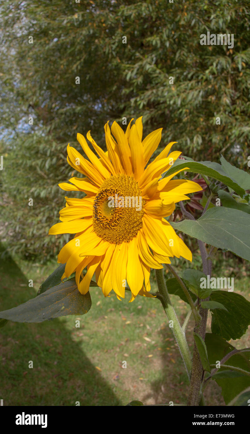 Sunflower trees hi-res stock photography and images - Alamy