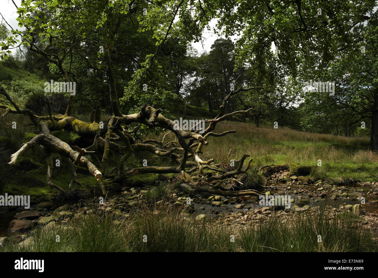 View, near Trough Bridge, fallen tree undercut by lateral erosion at ...