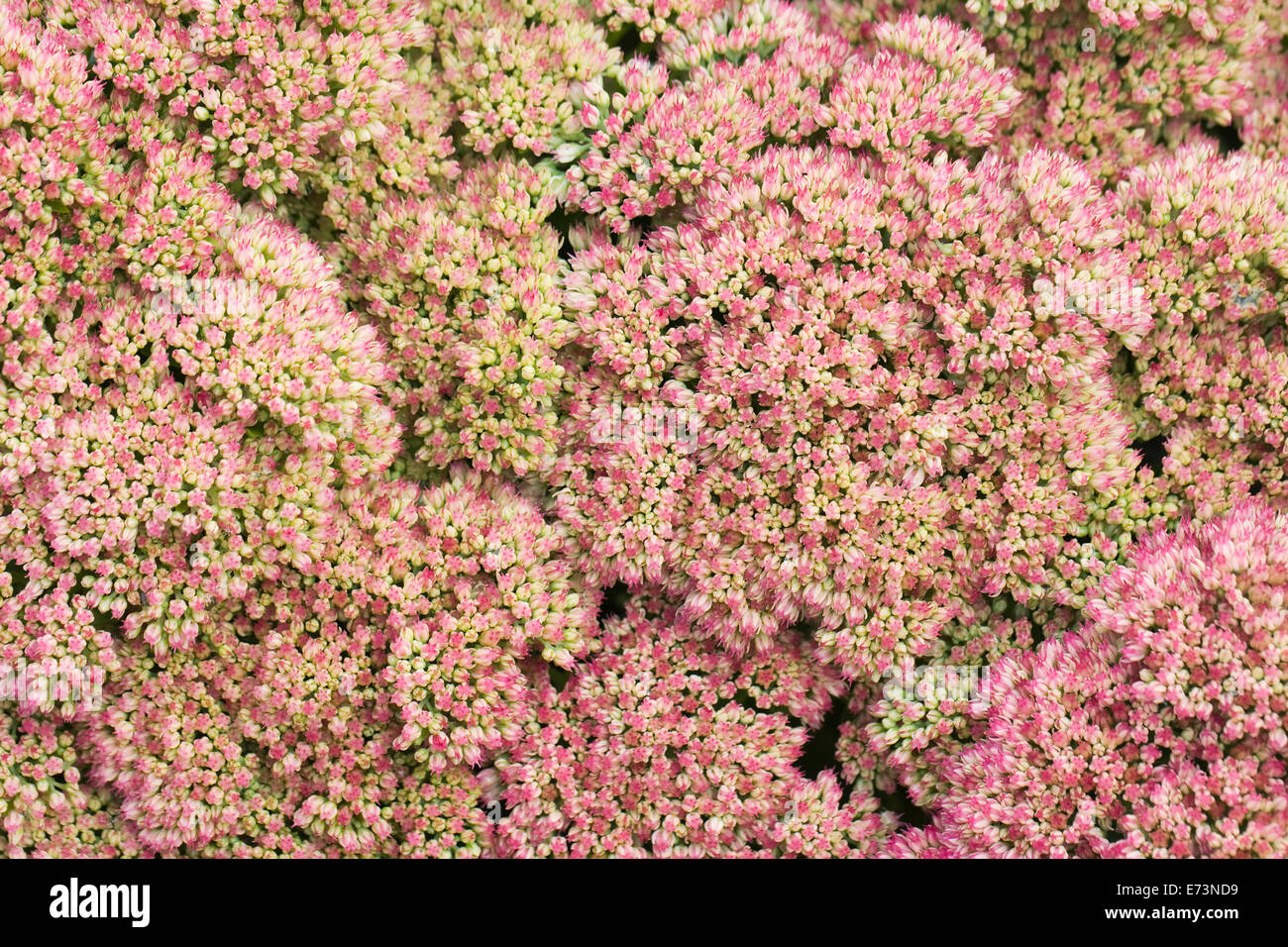 Sedum 'Herbstfreude' flower pattern. Hylotelephium'Herbstfreude' Stock ...