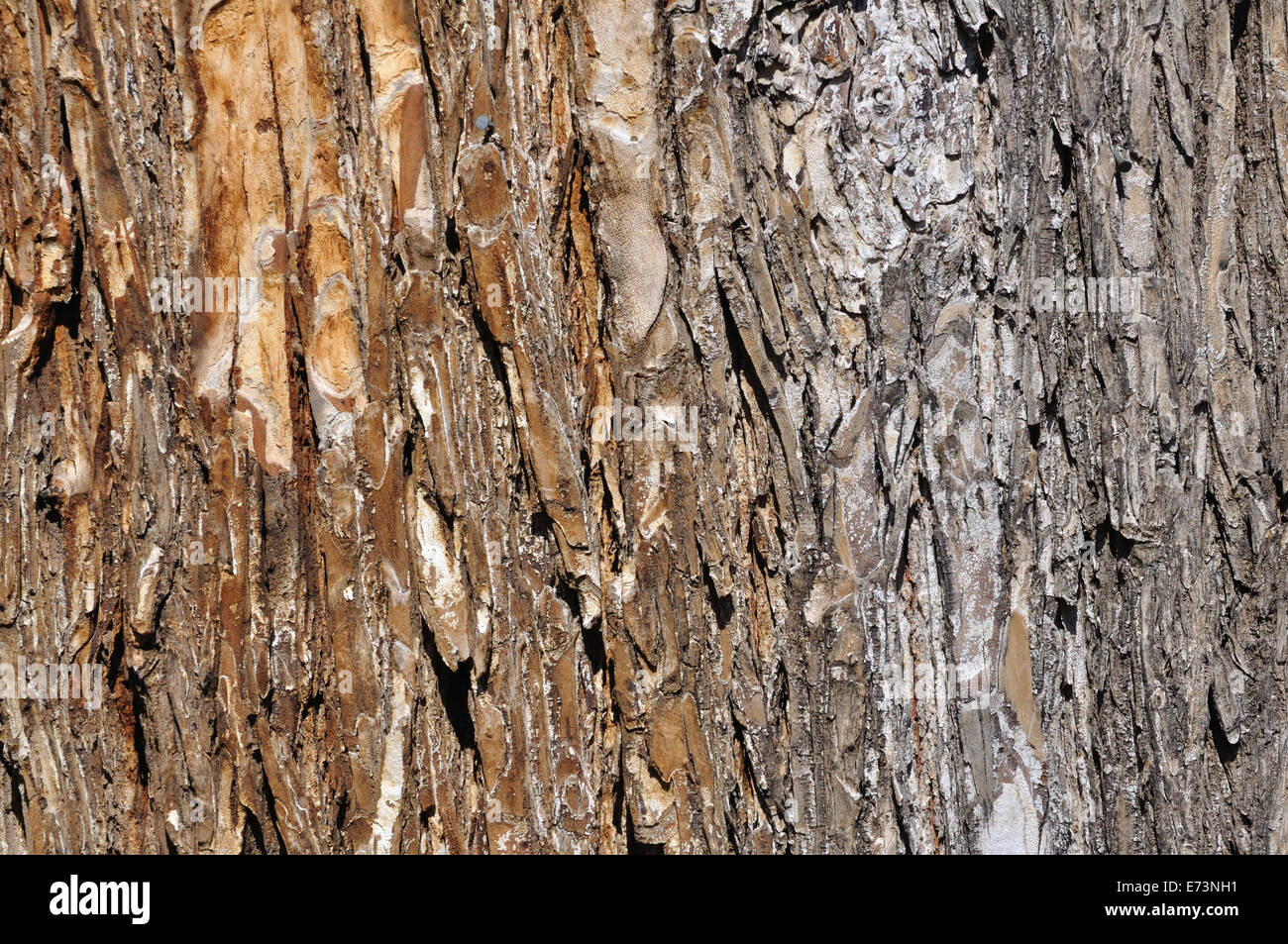 Tree trunk closeup Stock Photo - Alamy