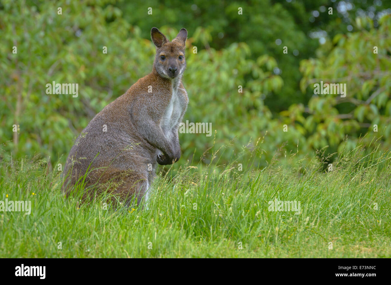 Portrait of a Kangaroo Staring at the Camera Stock Photo - Alamy