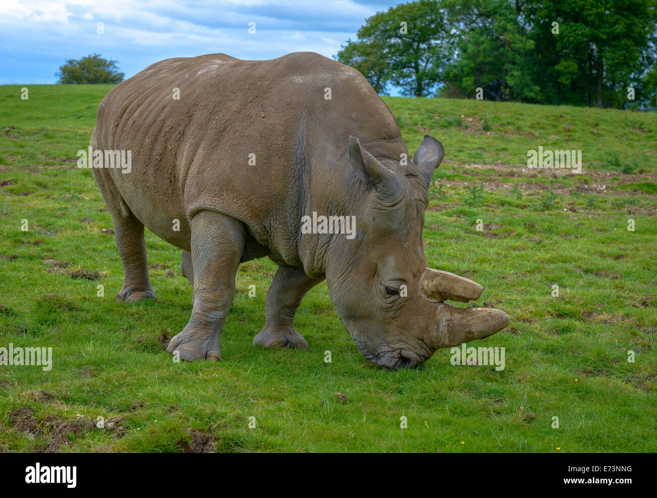Two-horned Rhinoceros grazes on the field Stock Photo - Alamy