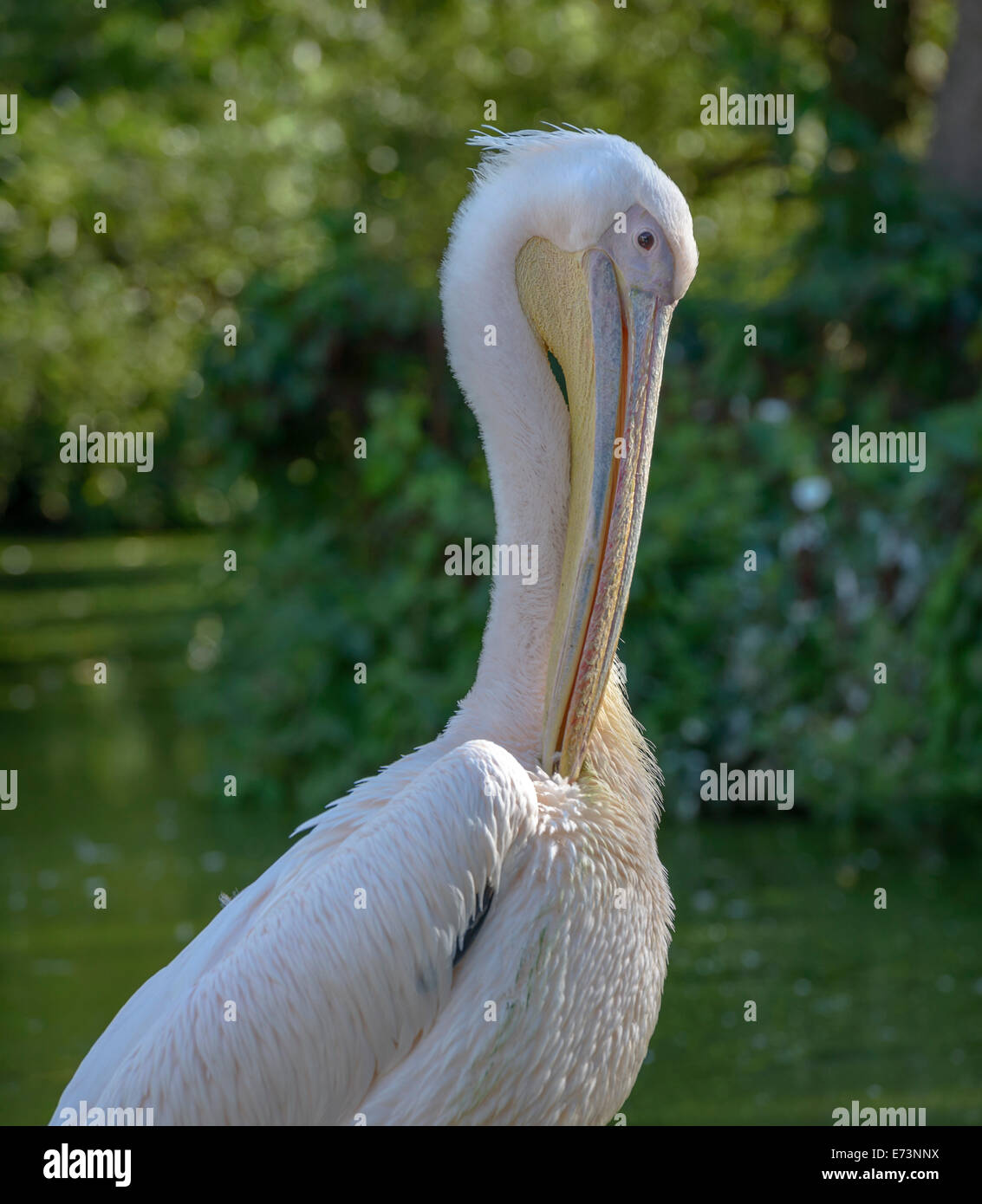 Eastern White Pelican Portrait Stock Photo - Alamy