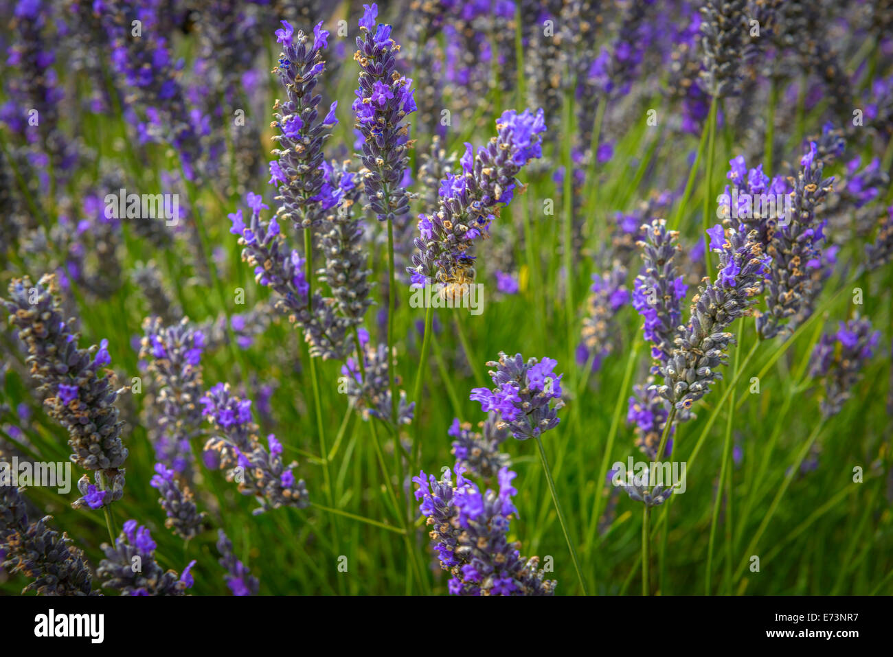 Lavender from provence hi-res stock photography and images - Alamy