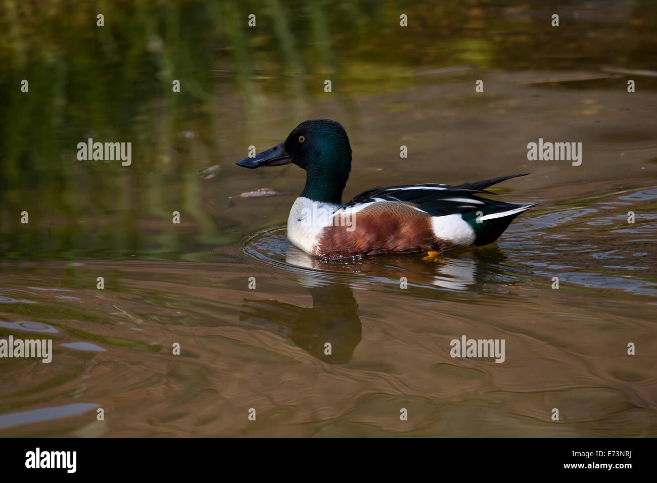 Male Shoveler duck Stock Photo - Alamy
