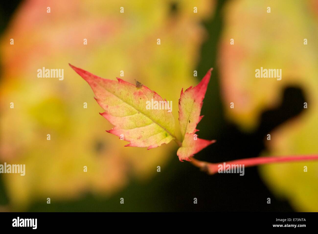 Virginia creeper autumn foliage Stock Photo - Alamy